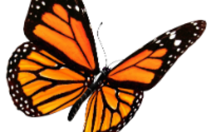 Anatomical Gift Program - Jacobs School of Medicine and Biomedical ...